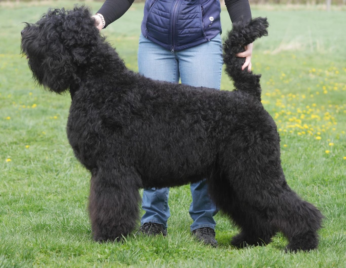 Our Black Russian Terriers
