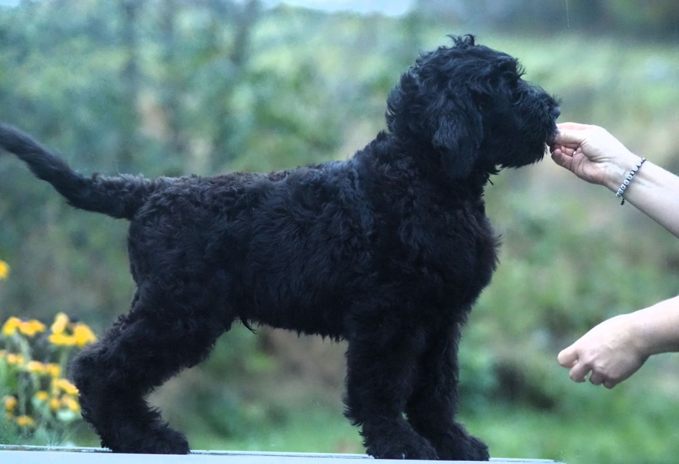 Black Russian Terrier puppies